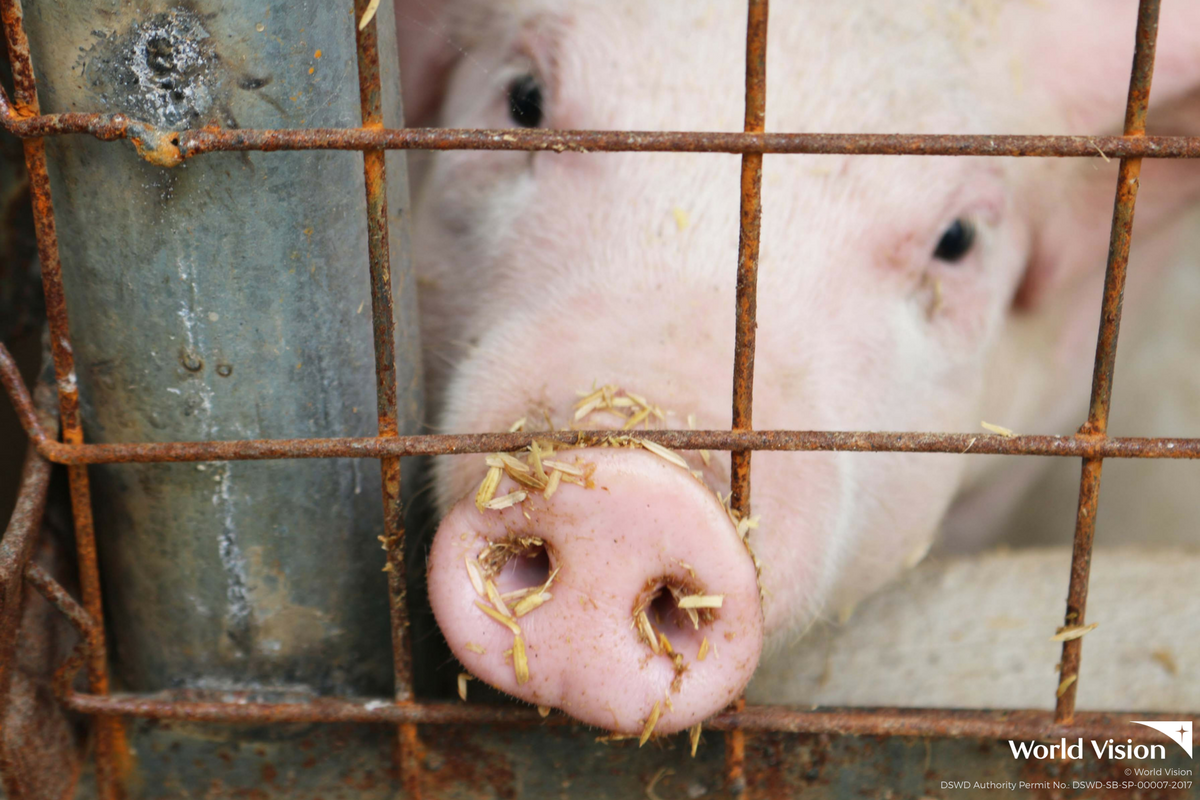 Livelihood Programs | Aeta families receive assistance from World Vision