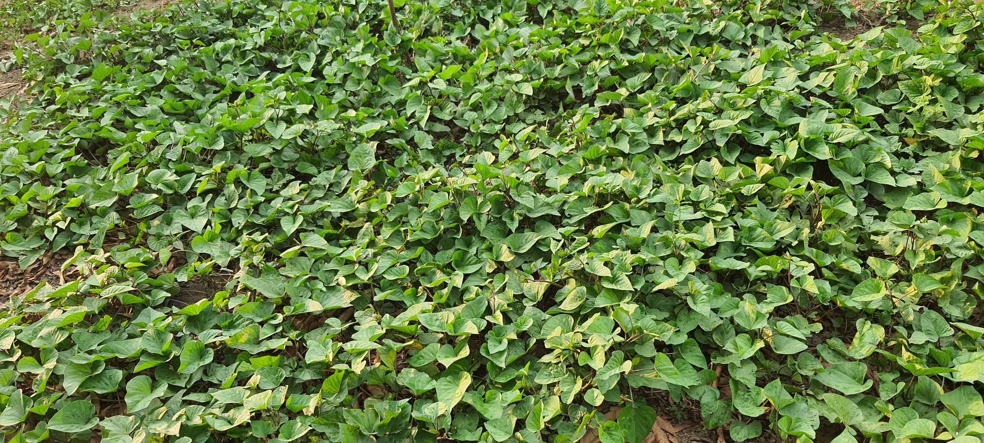 Community Development | 5 vegetables to grow in small space during ...