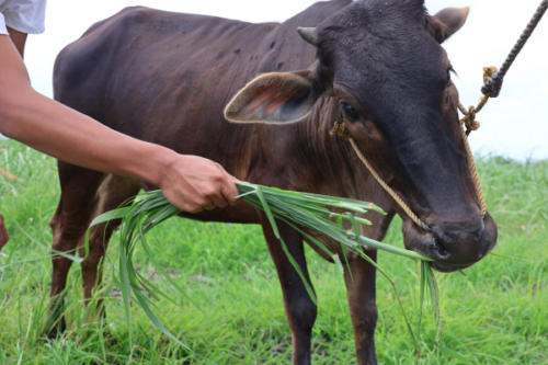 World Vision Philippines | Sponsored family receives cow as livelihood gift